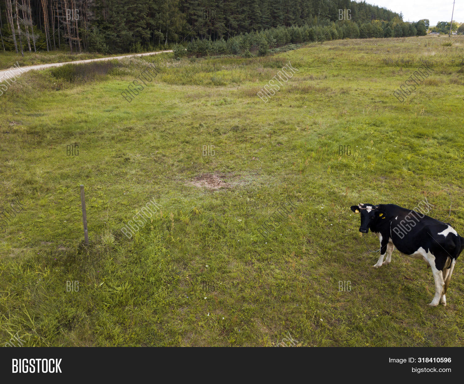Tethered Lonely Cow On Image & Photo (Free Trial) | Bigstock