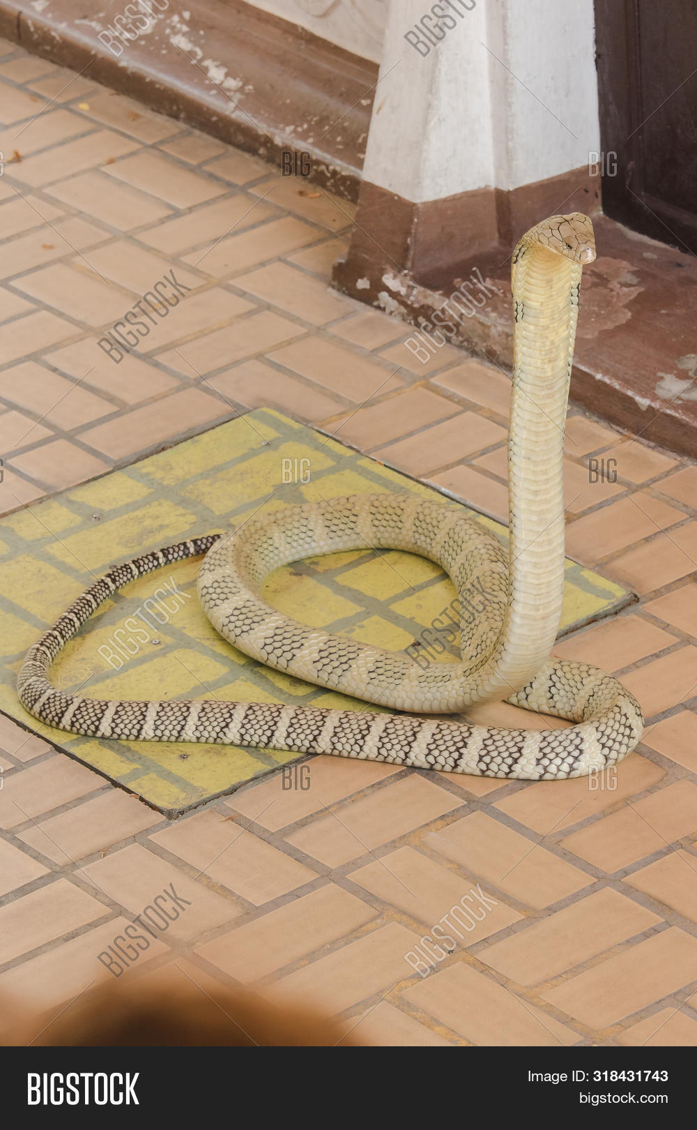 King Cobra Raising His Image & Photo (Free Trial) | Bigstock