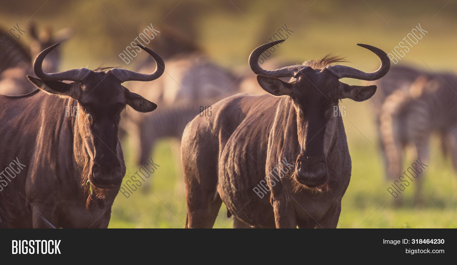 Common Blue Wildebeest Image & Photo (Free Trial) | Bigstock