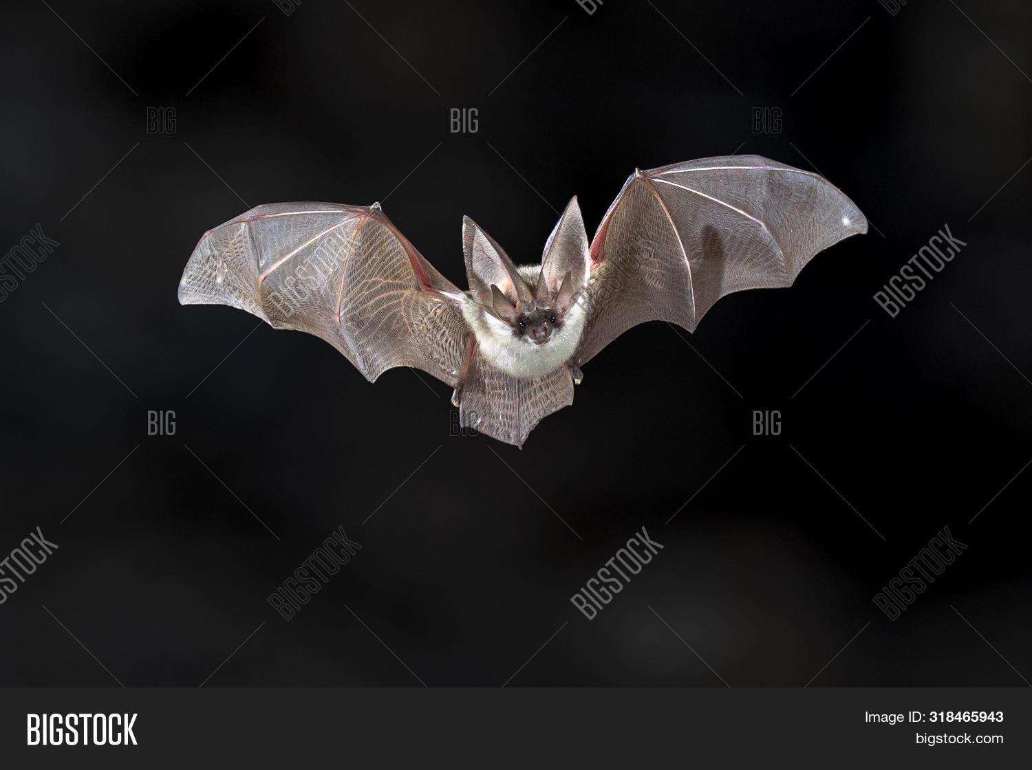 Flying Bat On Dark Image & Photo (Free Trial) | Bigstock