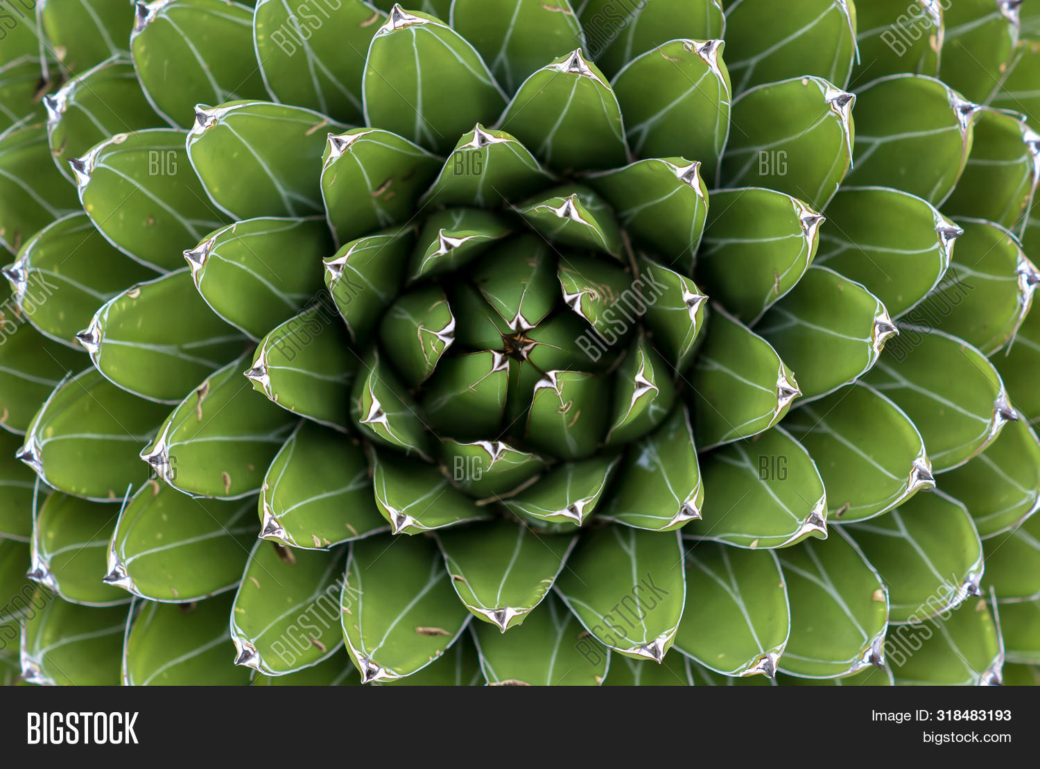 Agave Top View Image & Photo (Free Trial) | Bigstock