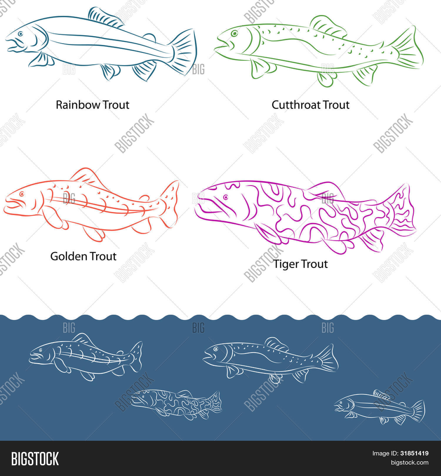 Image Types Trout Vector & Photo (Free Trial) | Bigstock