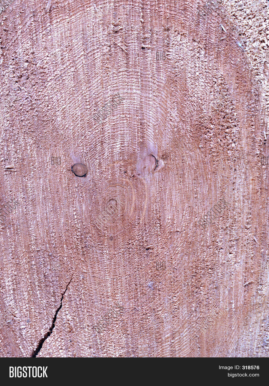 Log Cross Section 1 Image & Photo (Free Trial) | Bigstock