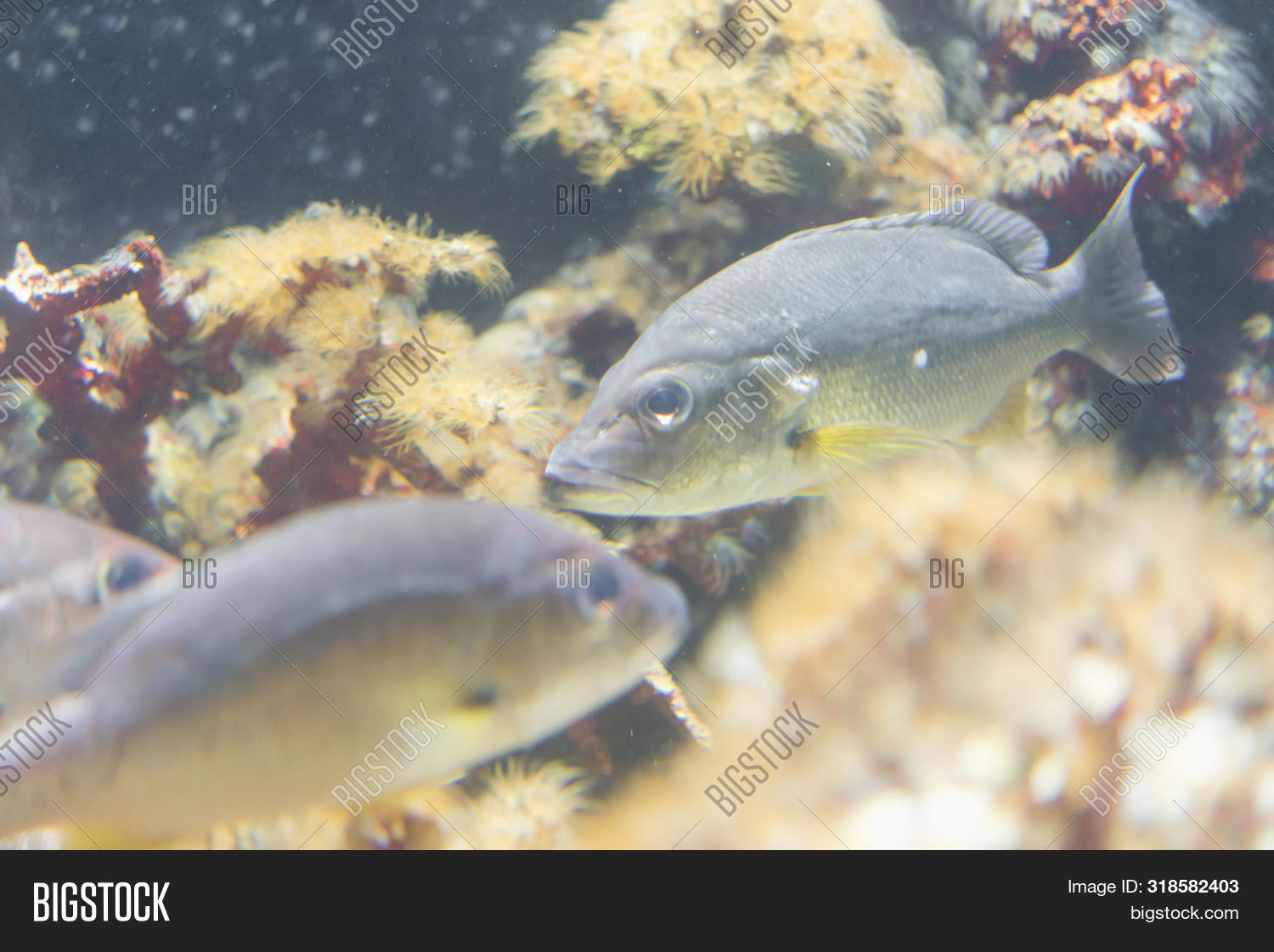 Snapper Fish Image & Photo (Free Trial) | Bigstock