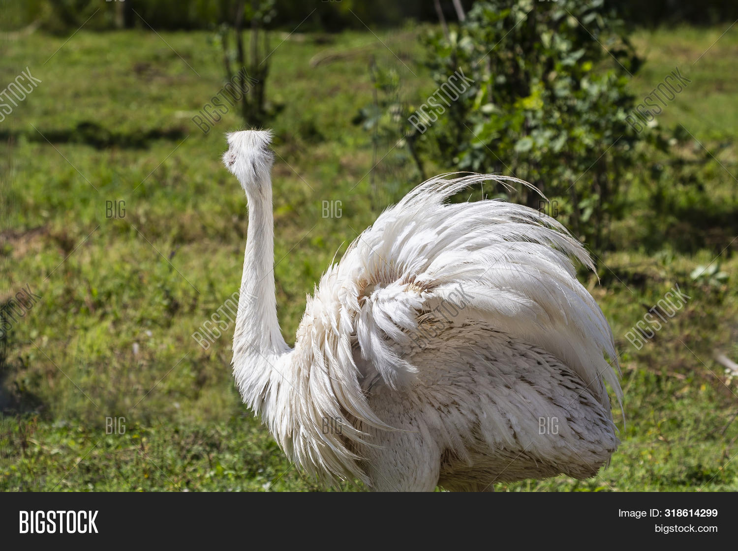 Rare White Emu Endemic Image & Photo (Free Trial) | Bigstock