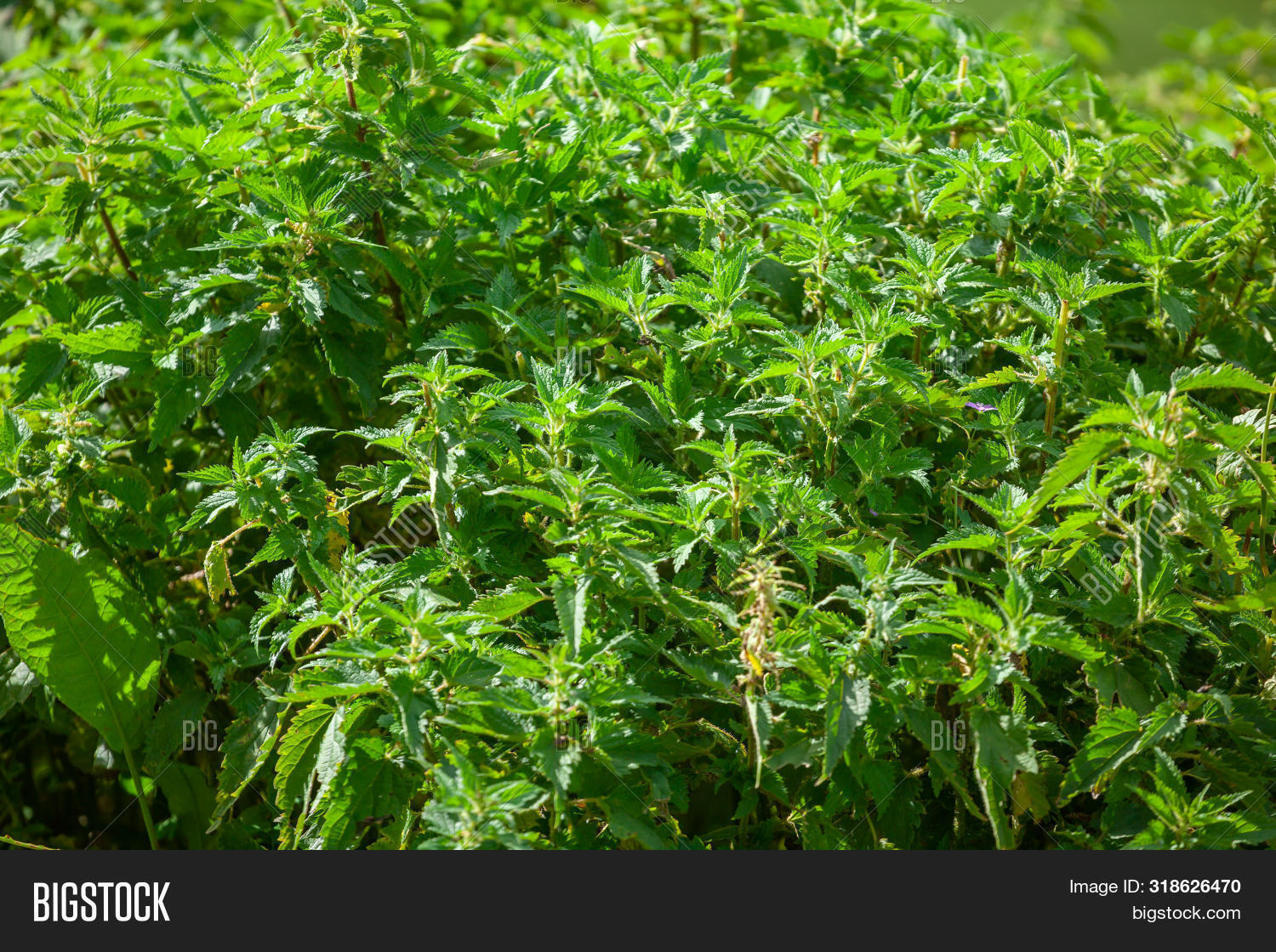 Photo Plant Nettle. Image & Photo (Free Trial) | Bigstock