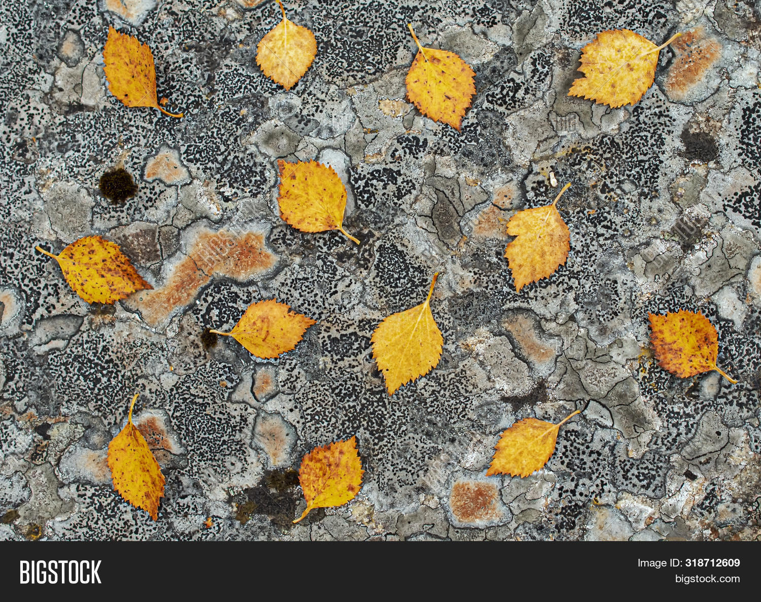 Pattern Texture Round Image & Photo (Free Trial) | Bigstock
