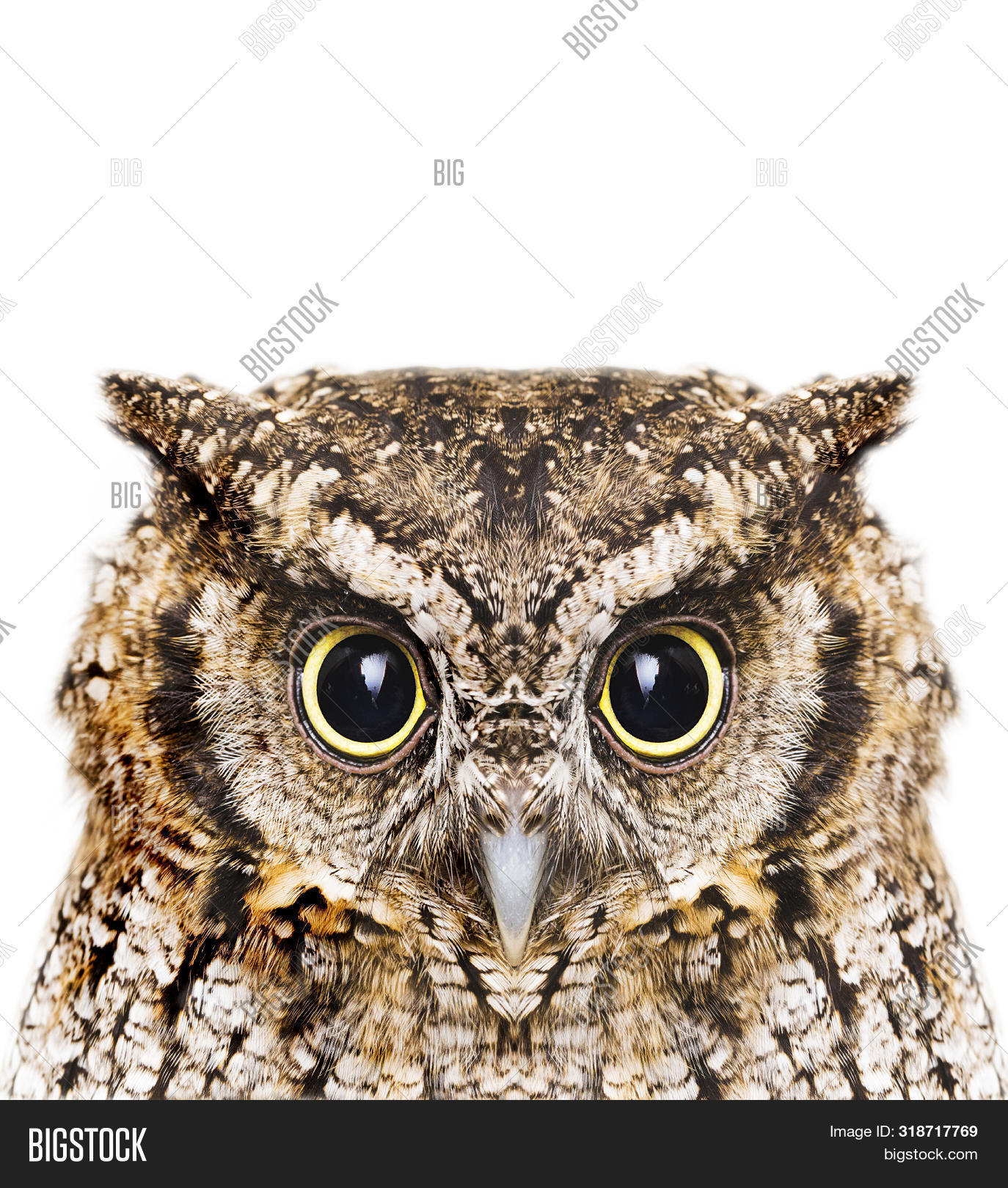 Photo Owl Macro Image & Photo (Free Trial) | Bigstock