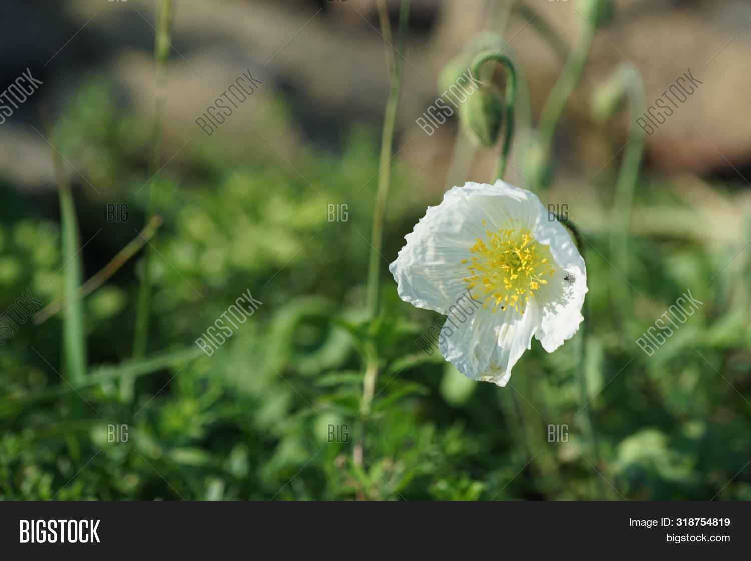 White Poppies Bloom. Image & Photo (Free Trial) | Bigstock