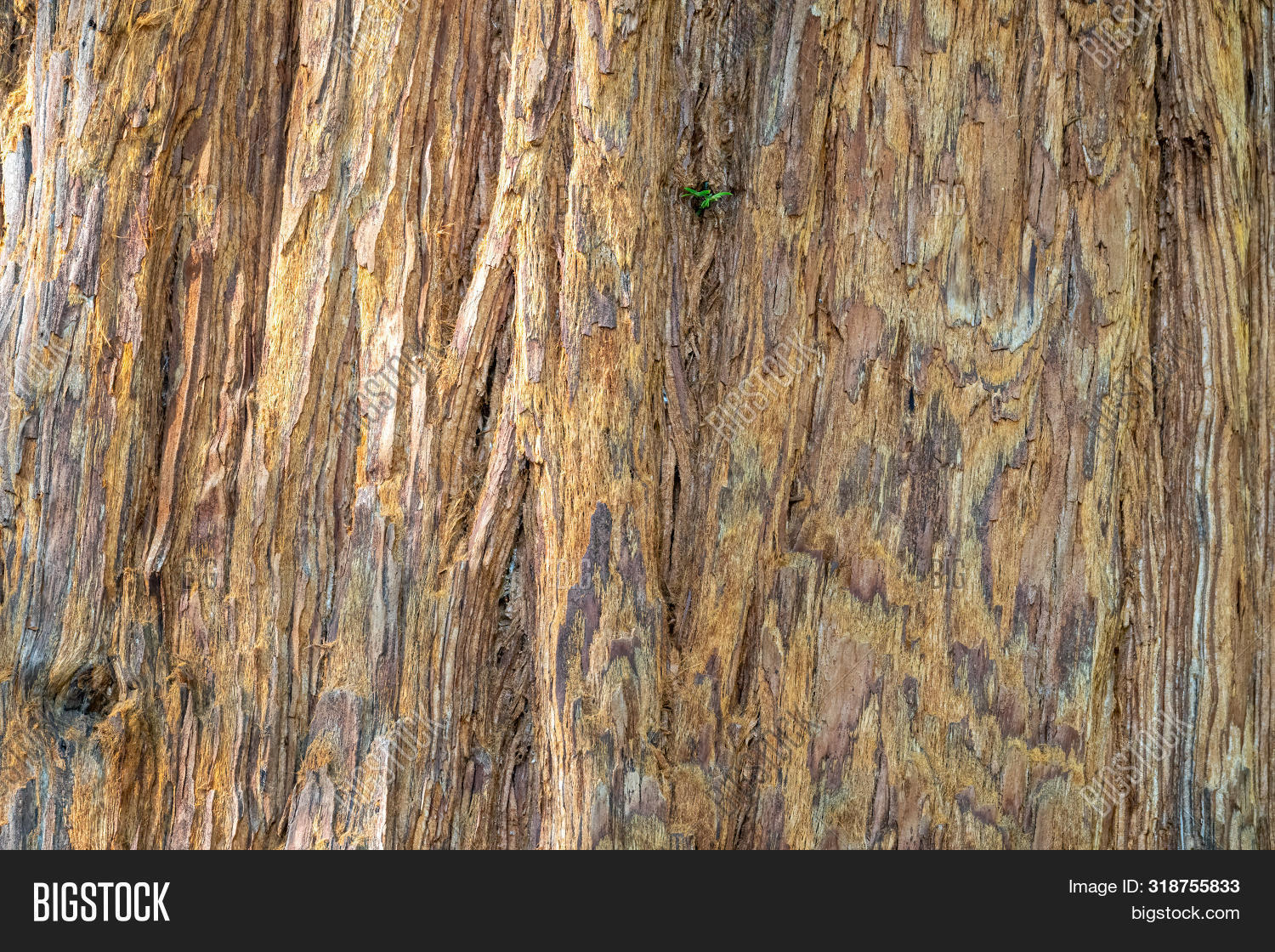Close Redwood Bark. Image & Photo (Free Trial) | Bigstock