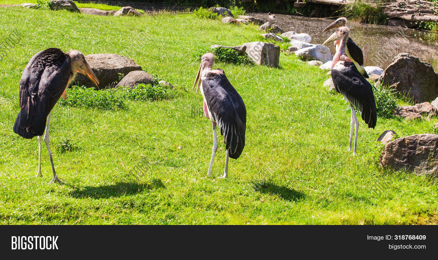 African Birds. Stork Image & Photo (Free Trial) | Bigstock
