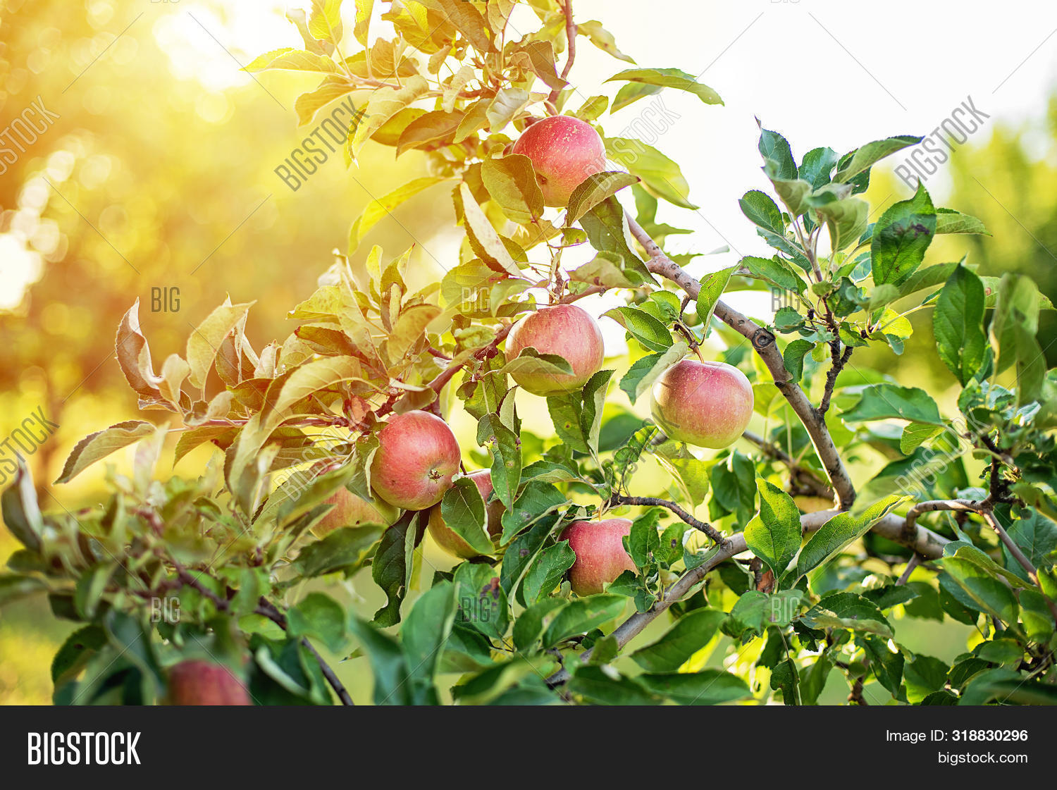 Red Apples On Tree Image & Photo (Free Trial) | Bigstock