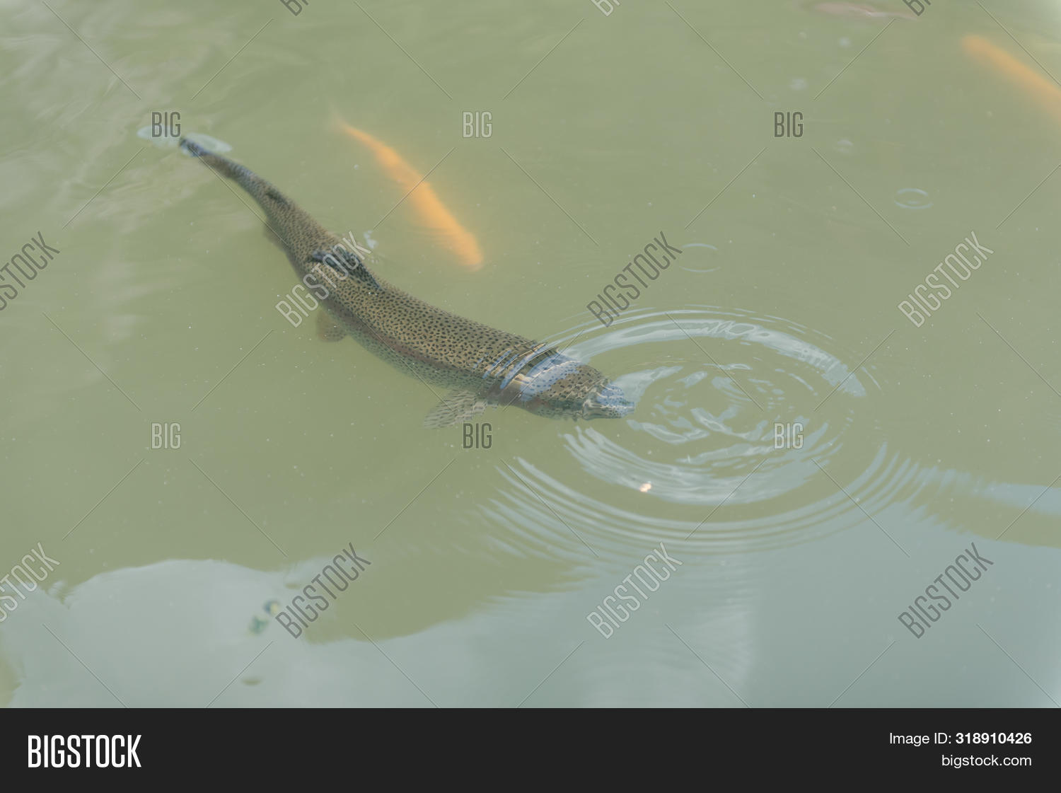 Large Fish Lake. Image & Photo (Free Trial) | Bigstock