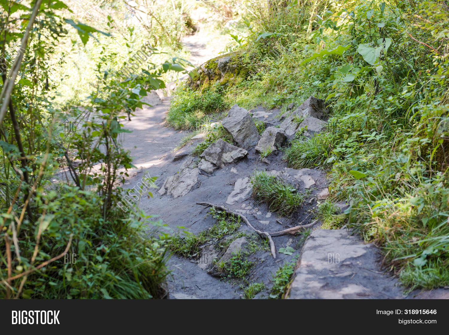 Tree Roots On Paths Image & Photo (Free Trial) | Bigstock