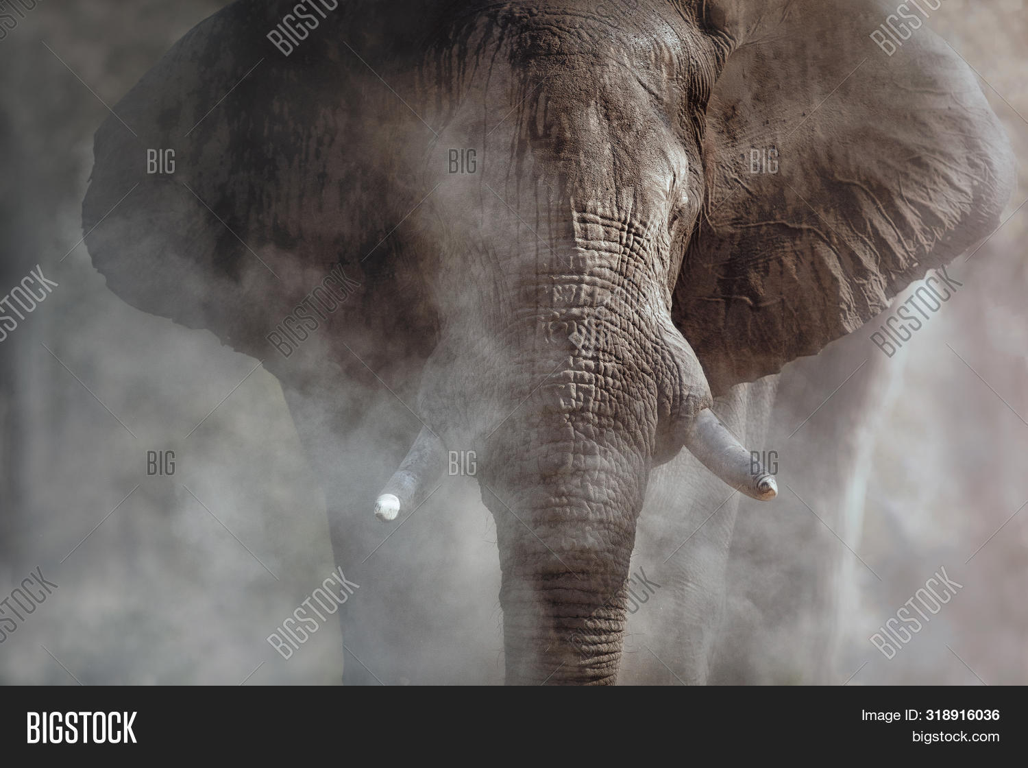 Amazing African Image & Photo (Free Trial) | Bigstock