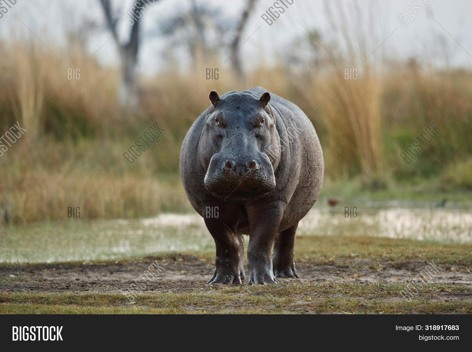 Aggressive Hippo Male Image & Photo (Free Trial) | Bigstock