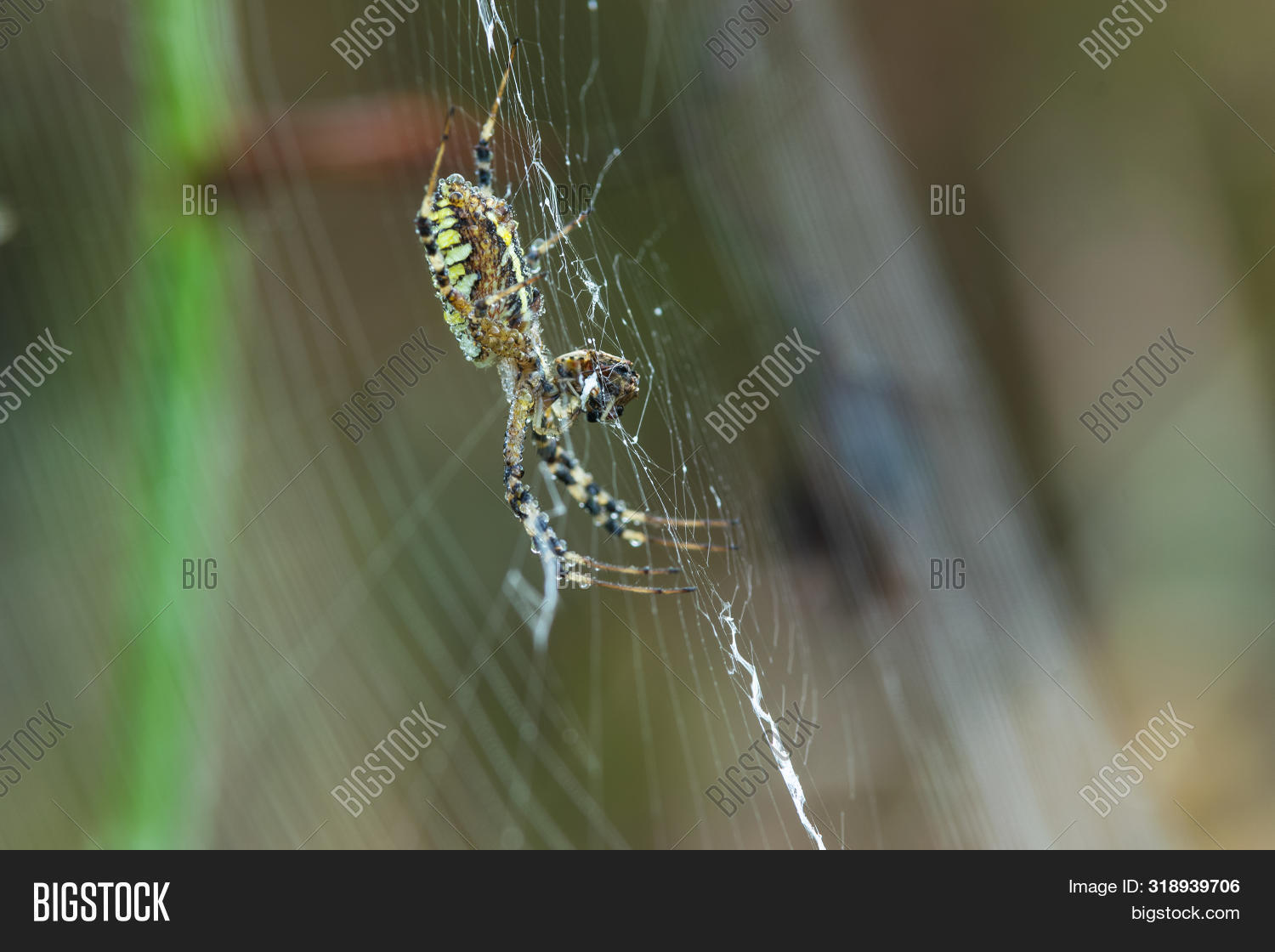 Close Spider Nature. Image & Photo (Free Trial) | Bigstock