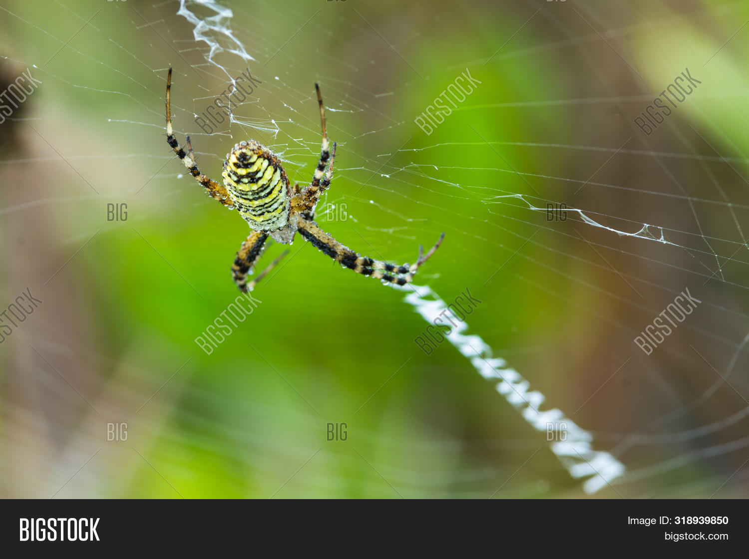 Close Spider Nature. Image & Photo (Free Trial) | Bigstock