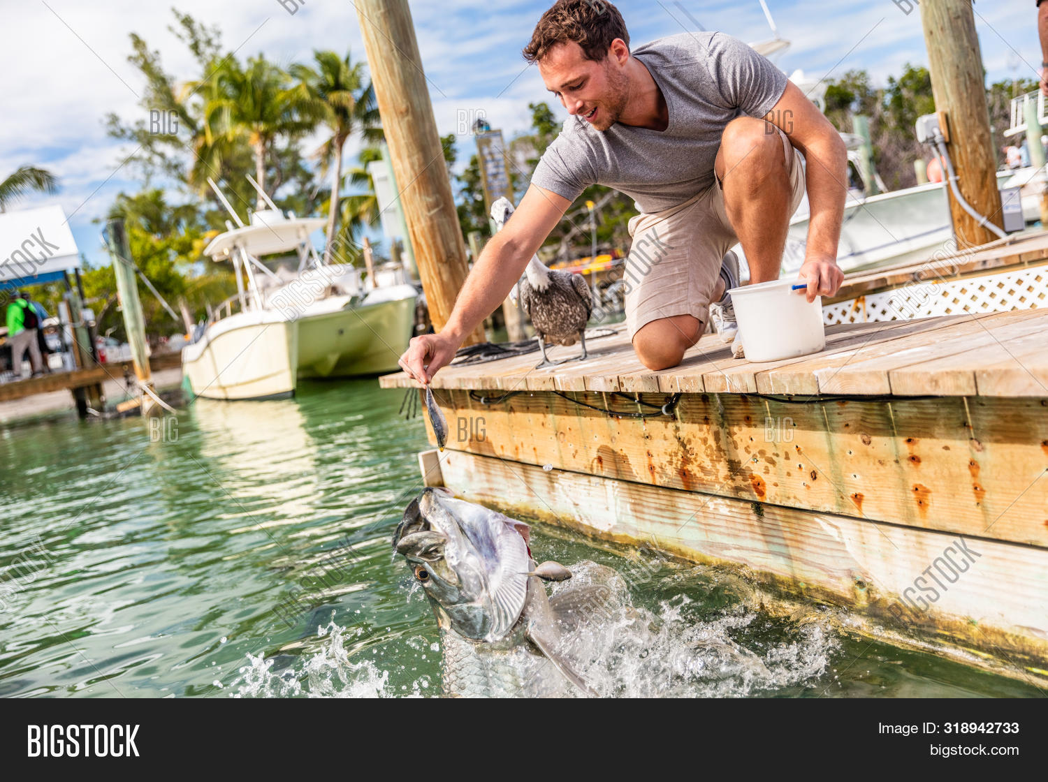 Tarpon Fish Feeding Image & Photo (Free Trial) | Bigstock