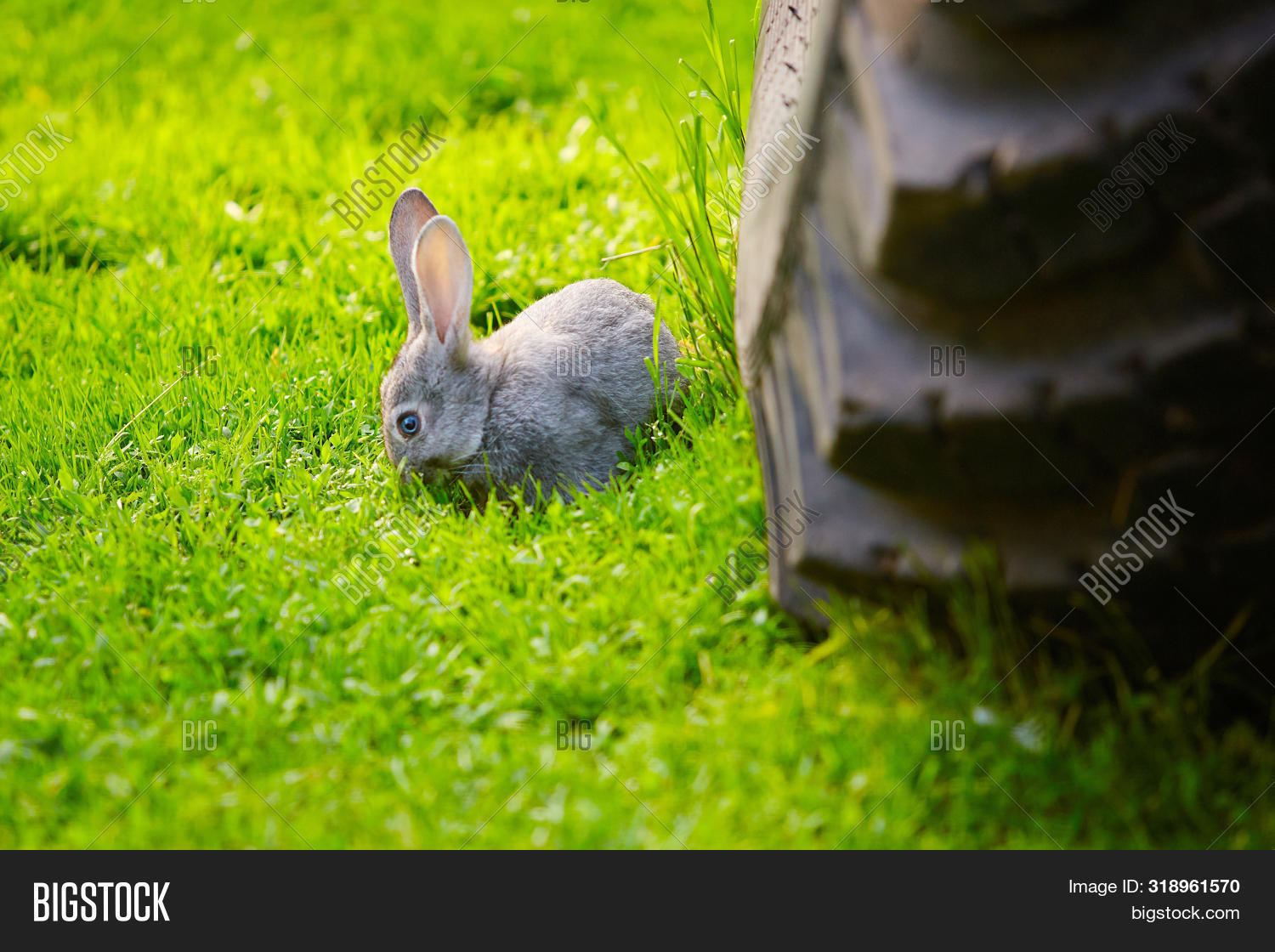 Rabbit Ran Out Front Image & Photo (Free Trial) | Bigstock