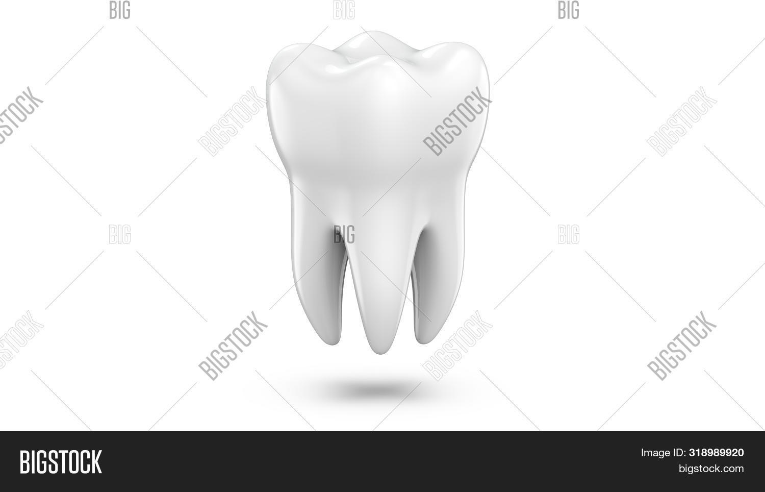 Dental 3d Model Image & Photo (Free Trial) | Bigstock