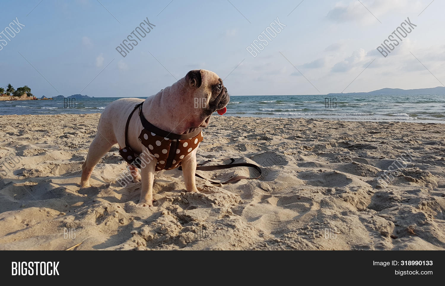 Portrait Cute Pug Dog Image & Photo (Free Trial) | Bigstock