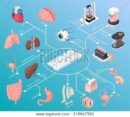 Human Organs Vector & Photo (Free Trial) | Bigstock