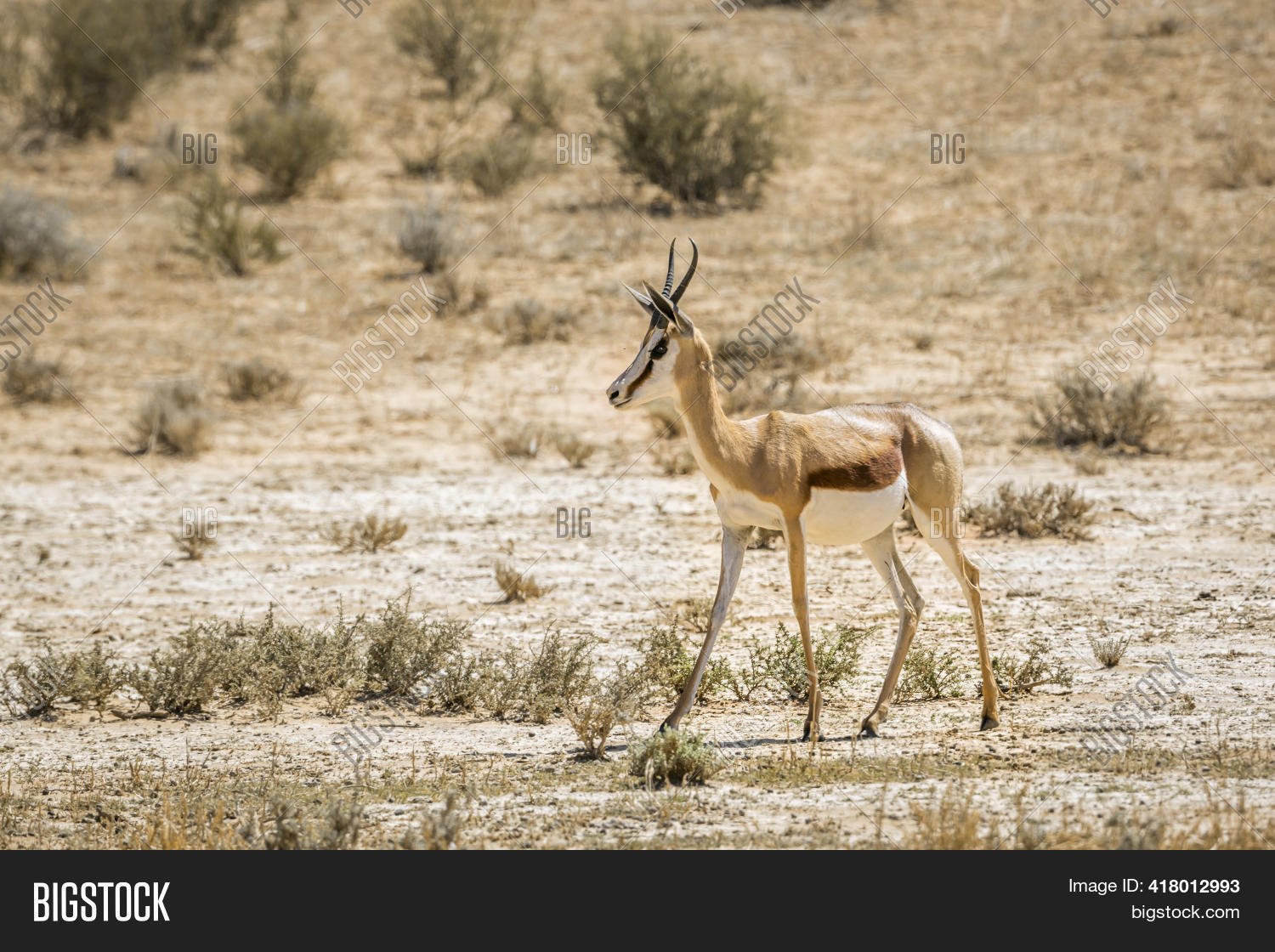 Springbok Standing Image & Photo (Free Trial) | Bigstock