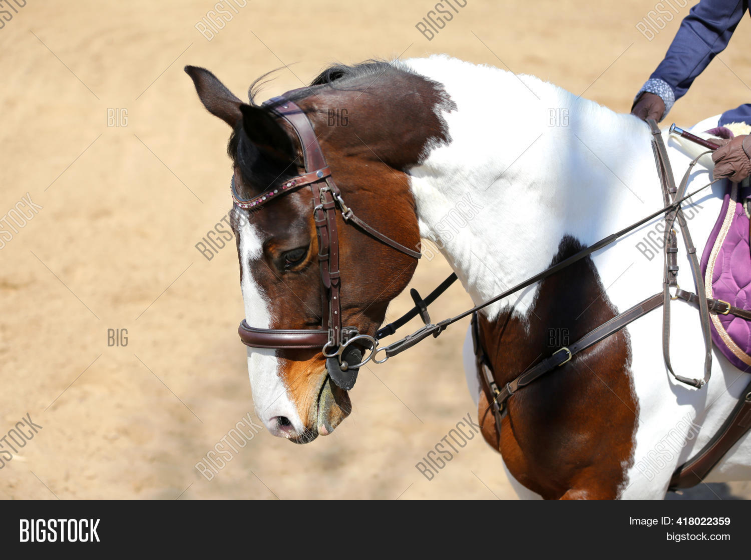 Horse Riding Banner Image & Photo (Free Trial) | Bigstock