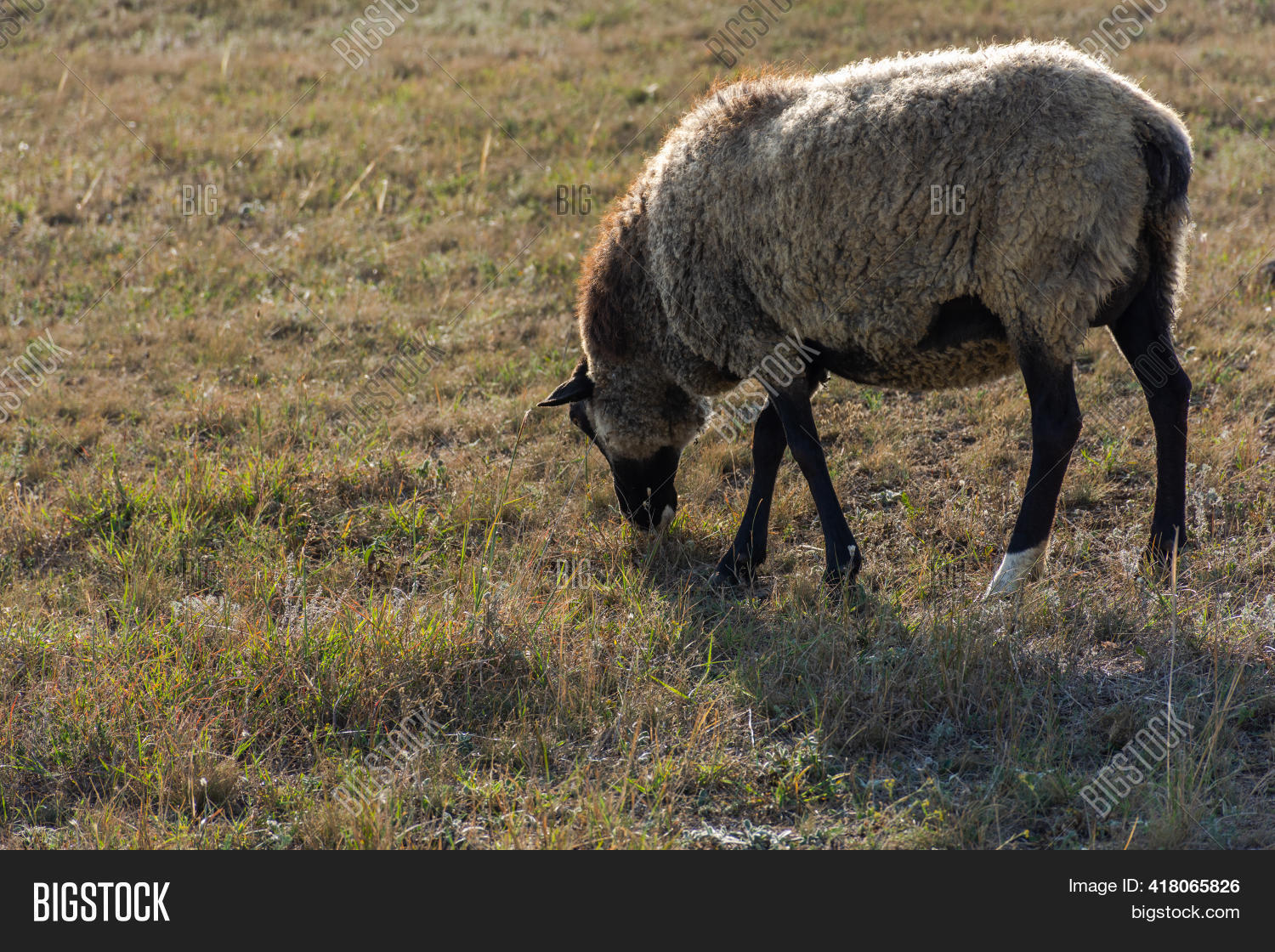 Gray-black Sheep Image & Photo (Free Trial) | Bigstock