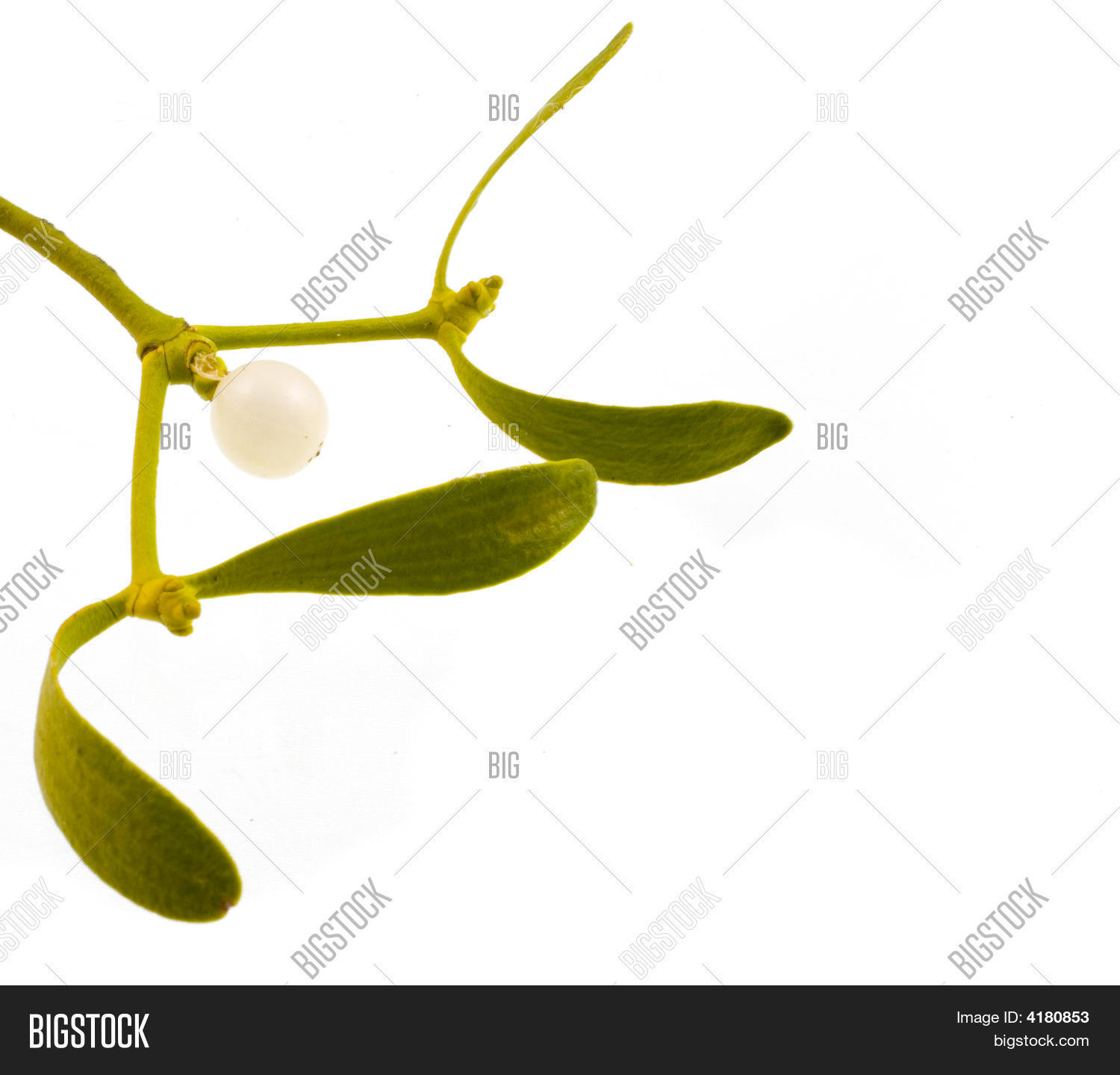 Mistletoe Image & Photo (Free Trial) | Bigstock