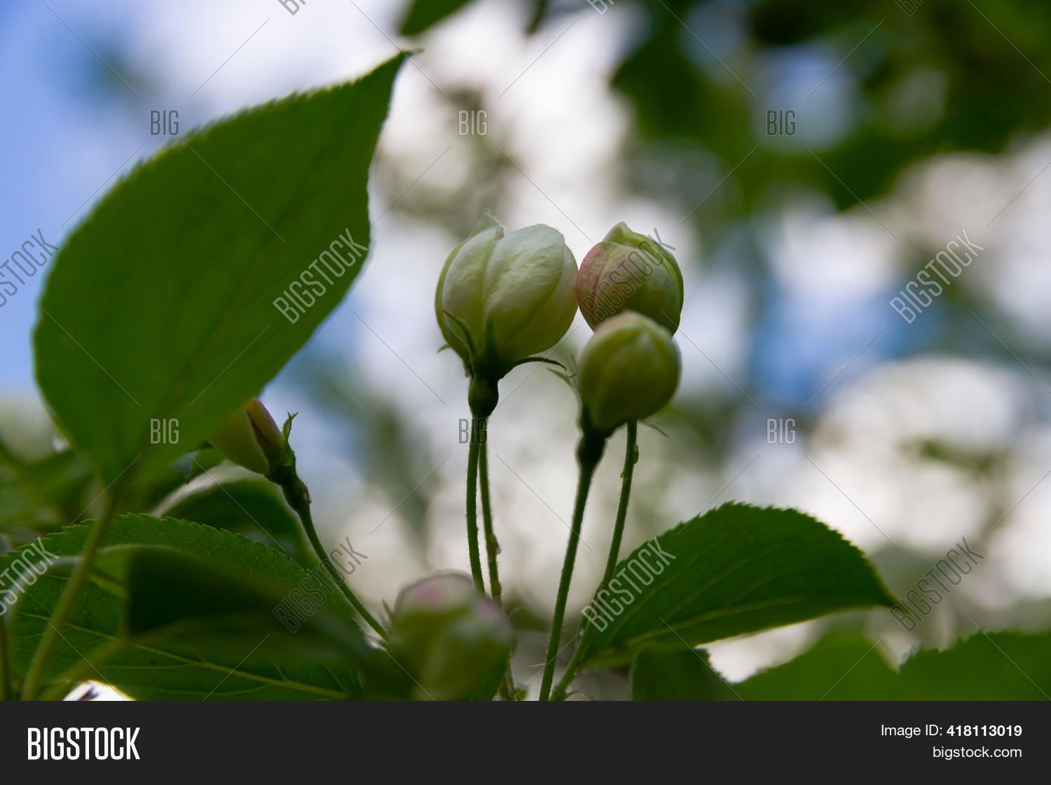 Unblown Apple-tree Image & Photo (Free Trial) | Bigstock