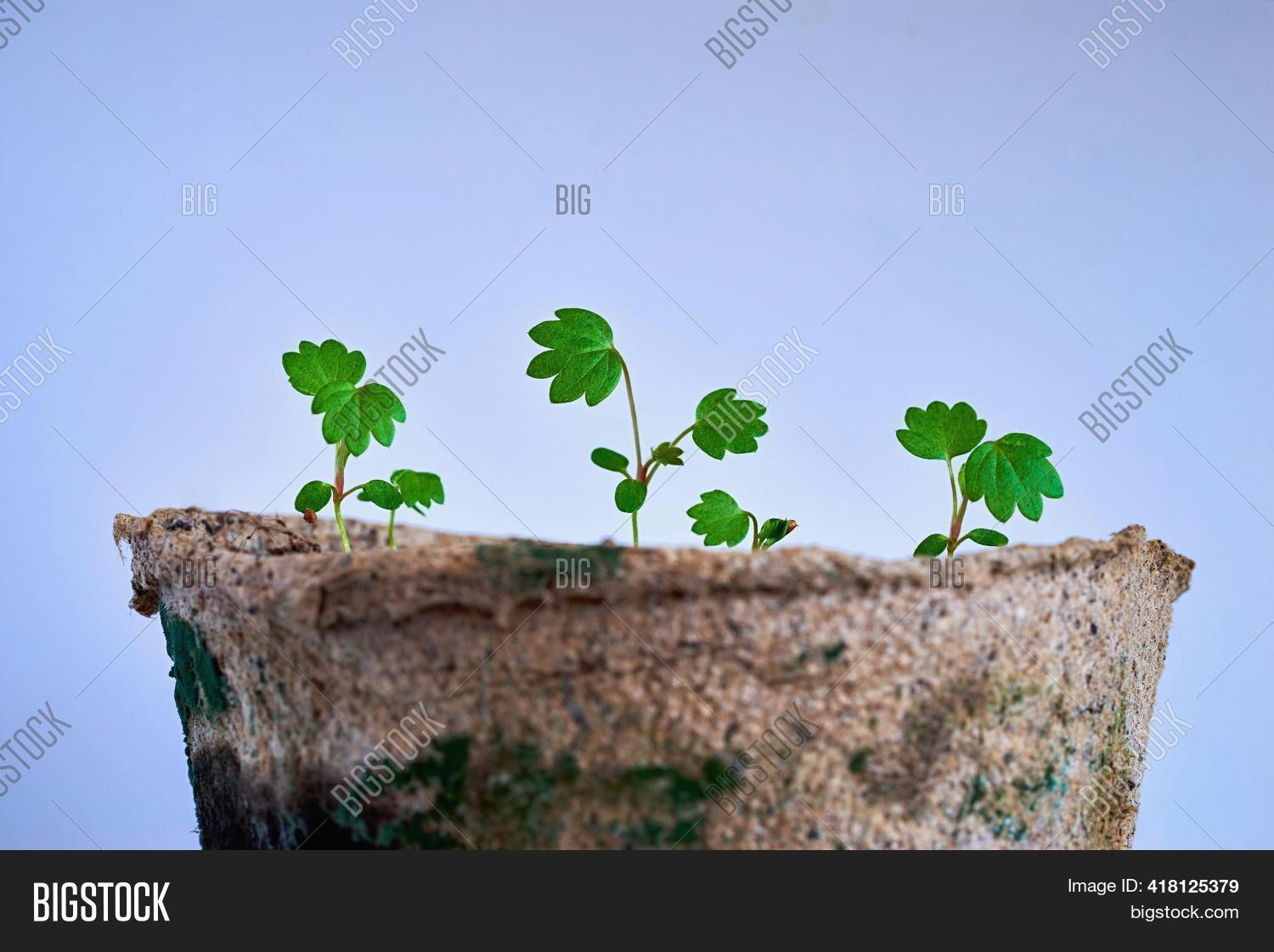 Small Green Shoots Image & Photo (Free Trial) | Bigstock