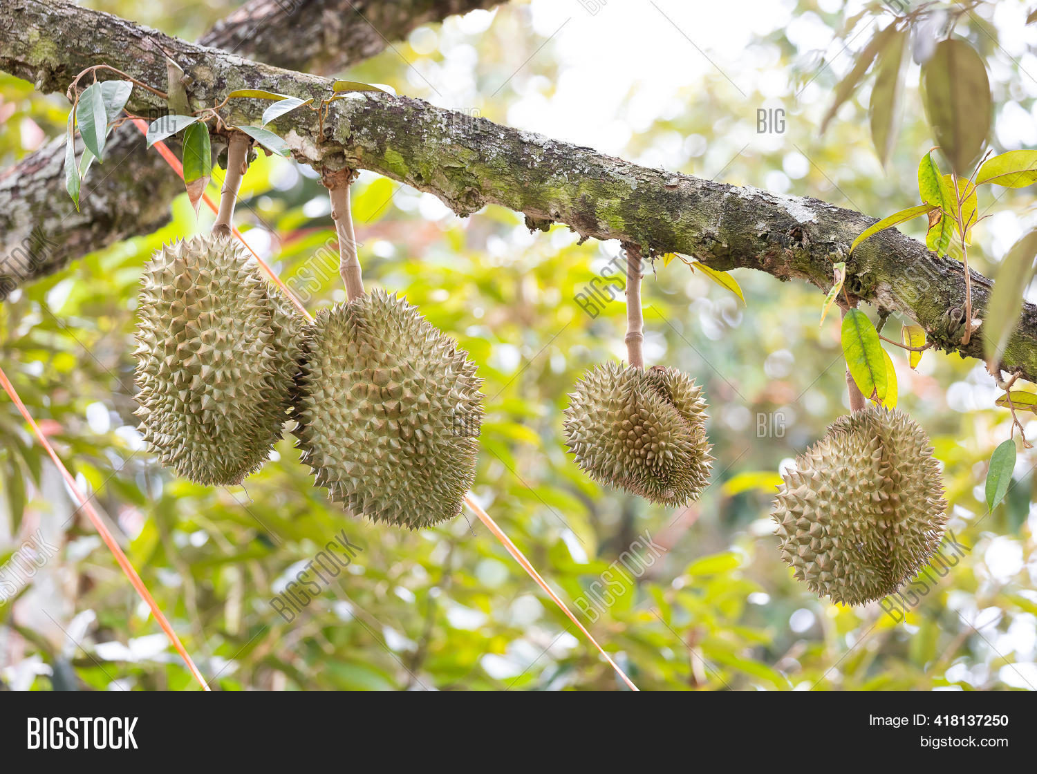 Monthong Durian Fruit Image & Photo (Free Trial) | Bigstock