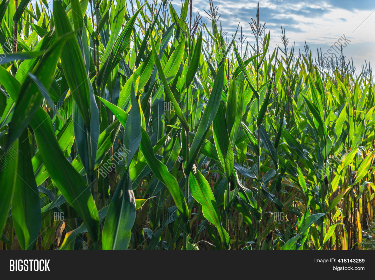 Green Corn Growing On Image & Photo (Free Trial) | Bigstock
