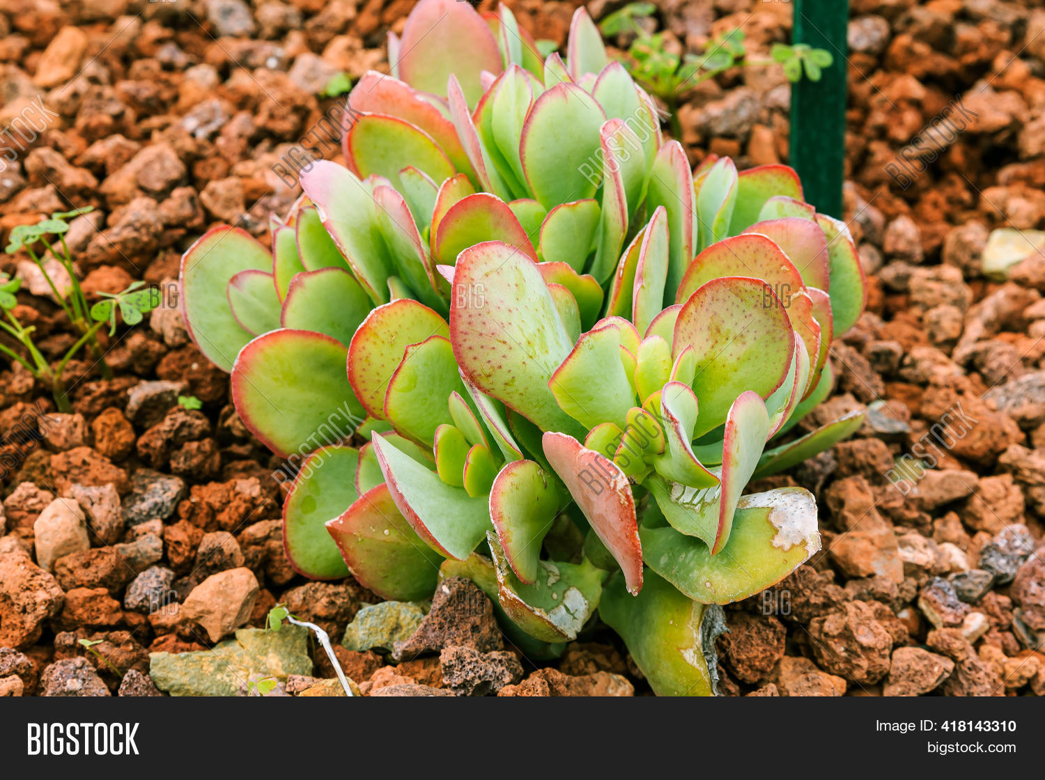 Crassulaceae Crassula Image & Photo (Free Trial) | Bigstock