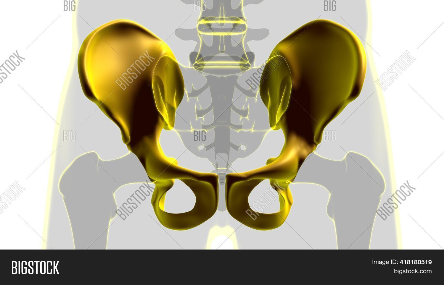 Human Skeleton Hip Image & Photo (Free Trial) | Bigstock