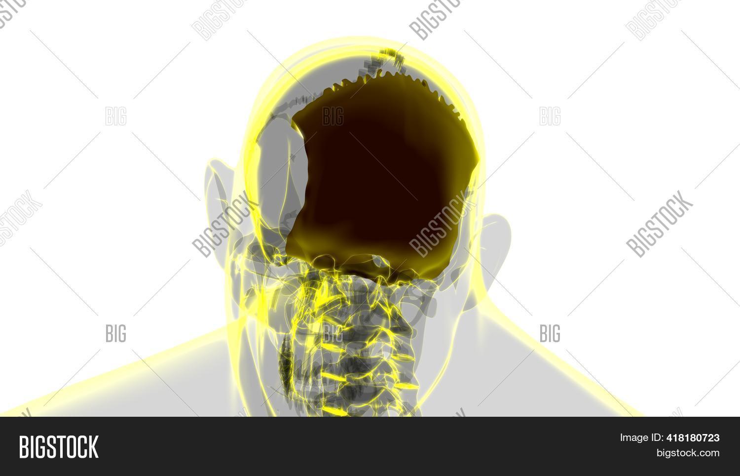 Human Skeleton Skull Image & Photo (Free Trial) | Bigstock