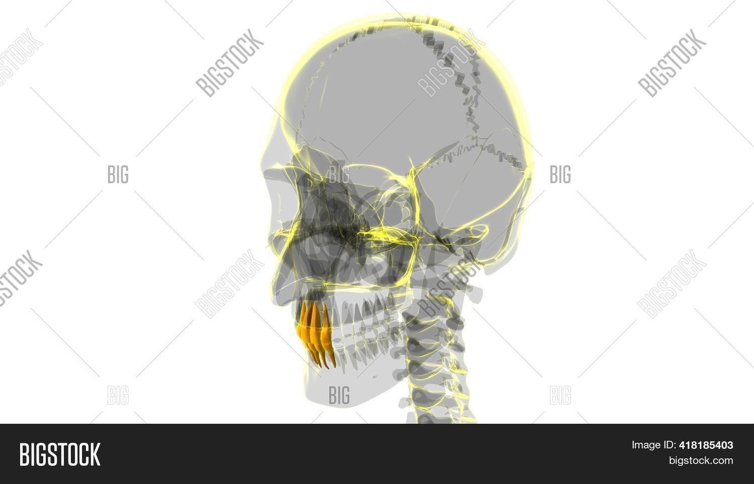 Human Teeth Incisors Image & Photo (Free Trial) | Bigstock