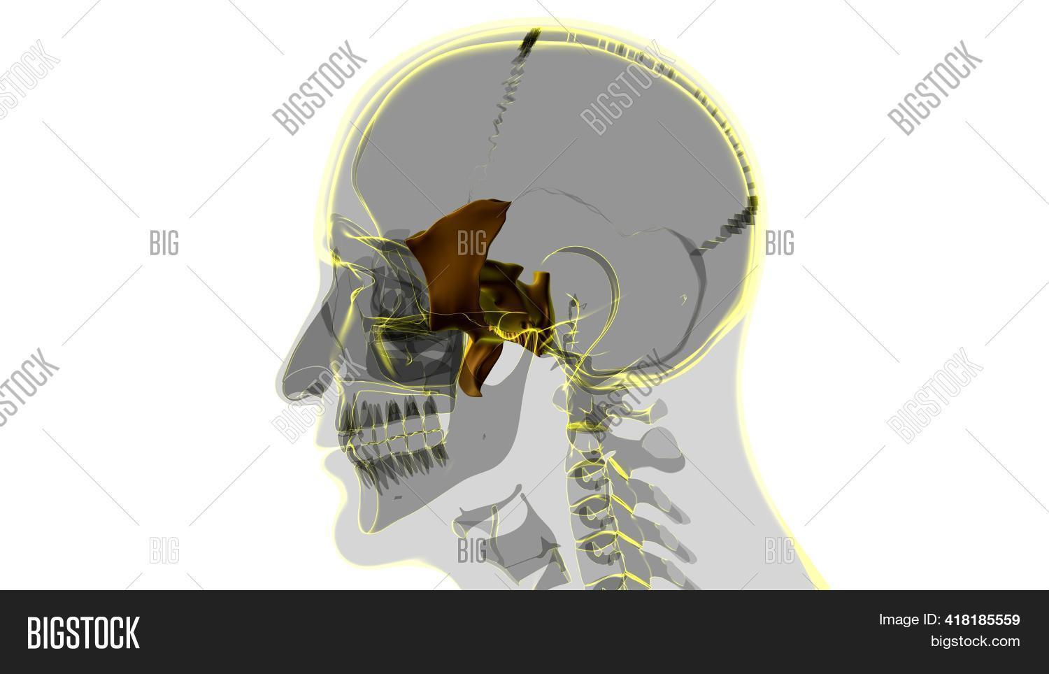 Human Skeleton Skull Image & Photo (Free Trial) | Bigstock