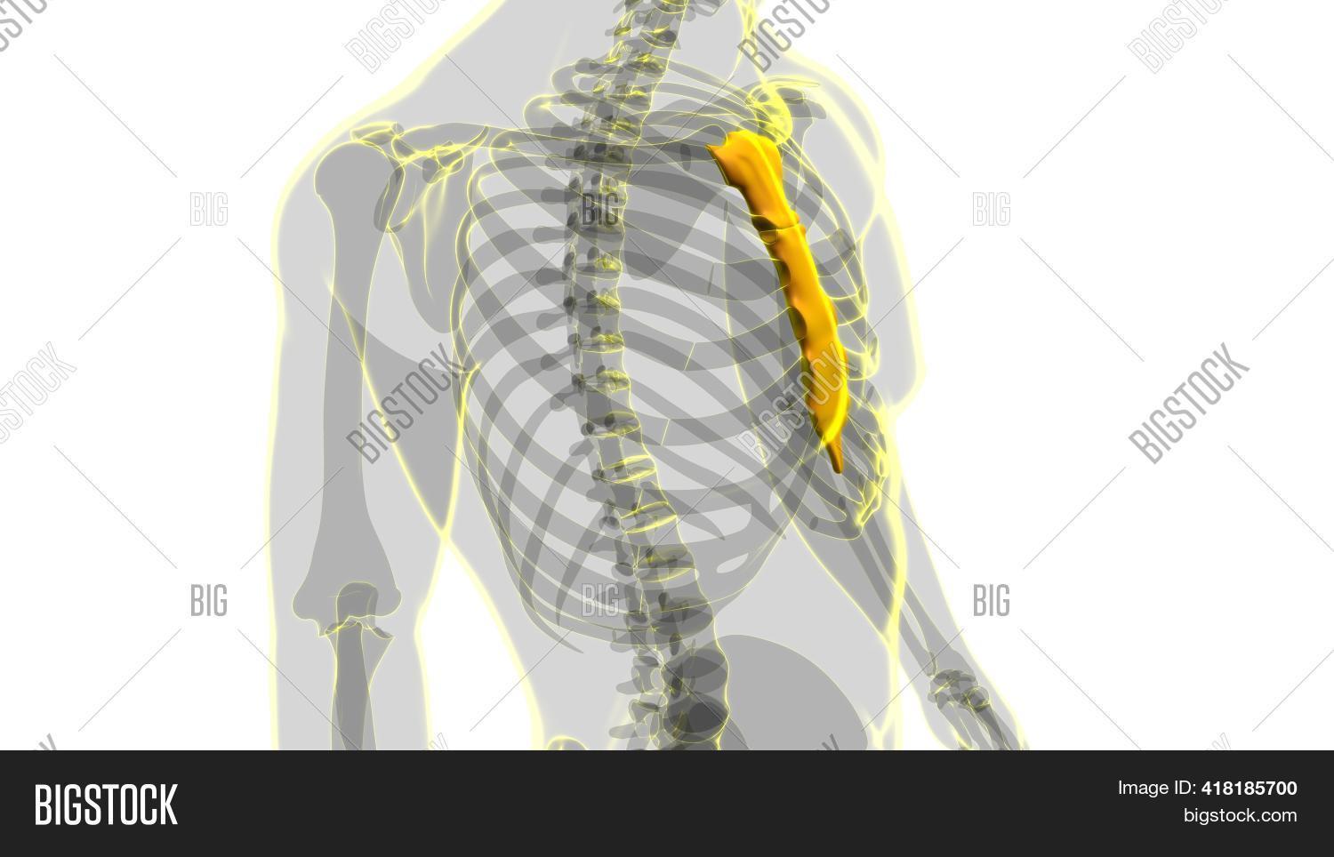 Human Skeleton Sternum Image & Photo (Free Trial) | Bigstock