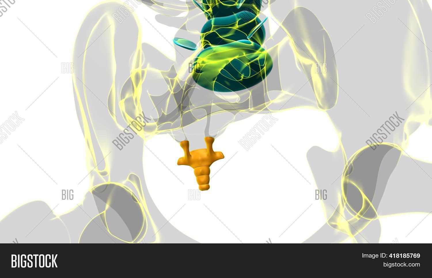 Human Skeleton Image & Photo (Free Trial) | Bigstock