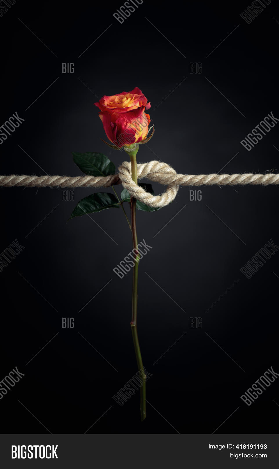 Red Rose Tied Rough Image & Photo (Free Trial) | Bigstock
