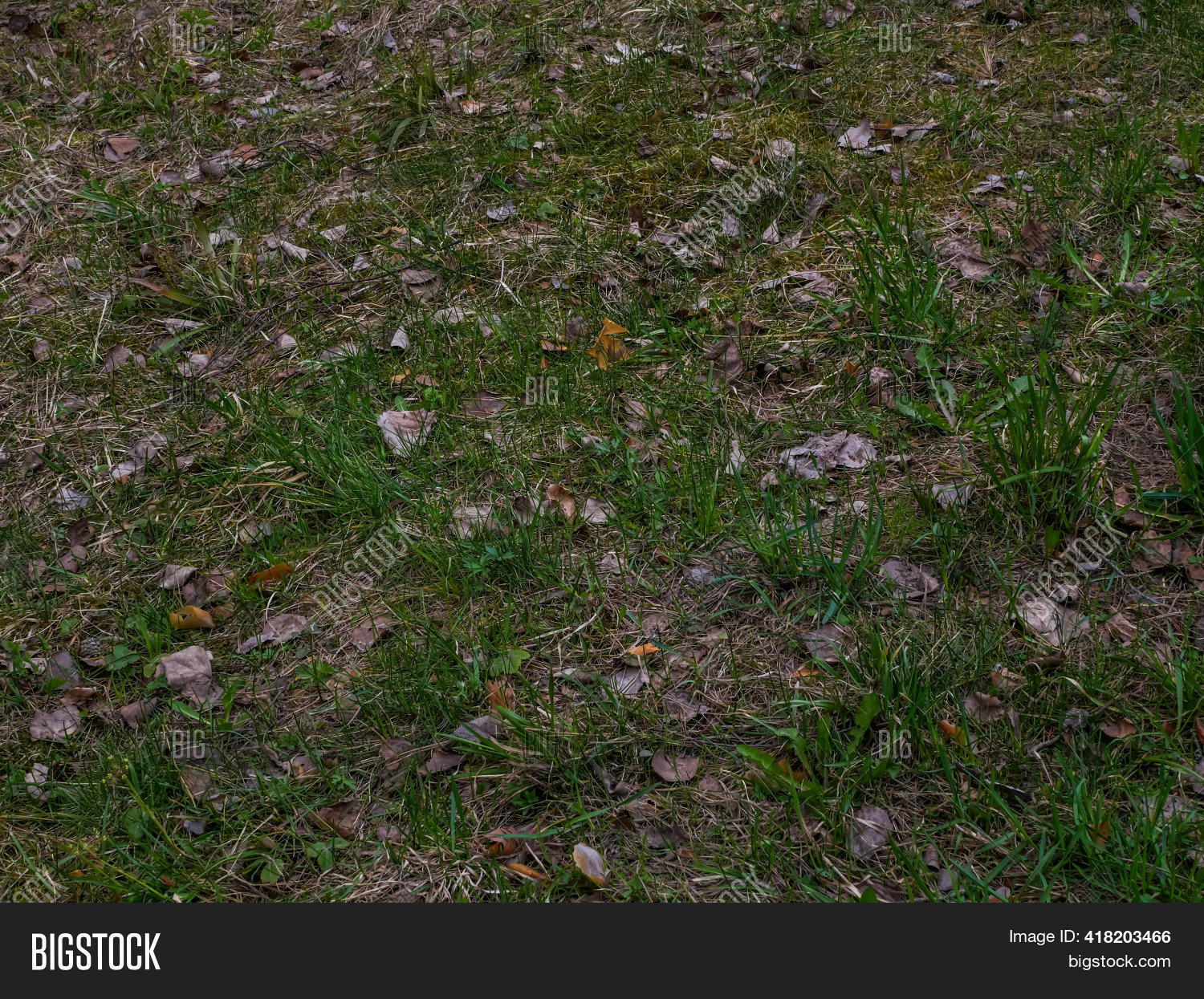Forest Ground Green Image & Photo (Free Trial) | Bigstock