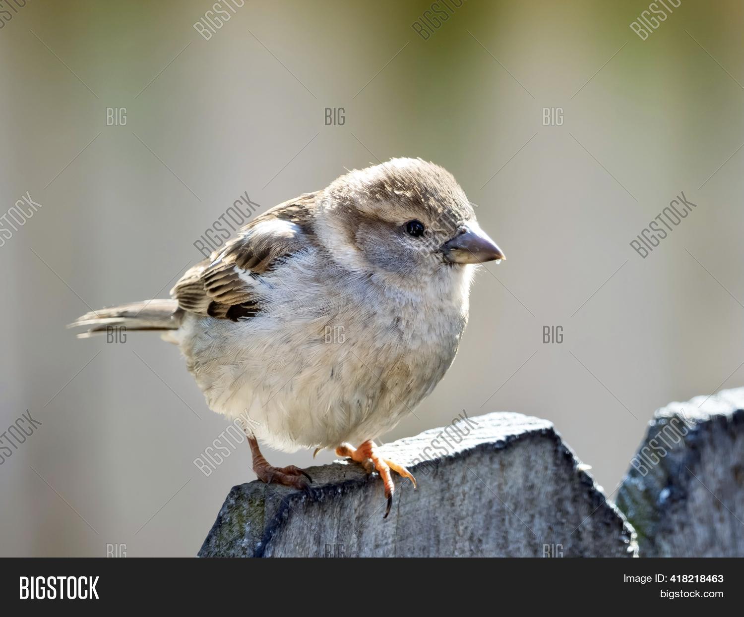 Finch Bird Perched On Image & Photo (Free Trial) | Bigstock