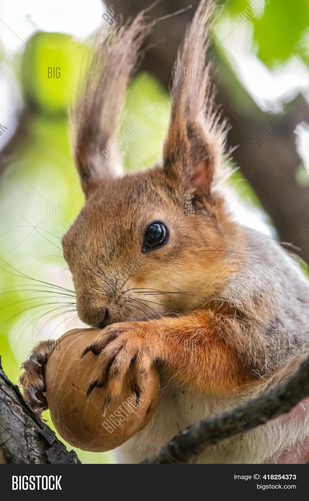 Squirrel Nut Sits On Image & Photo (Free Trial) | Bigstock