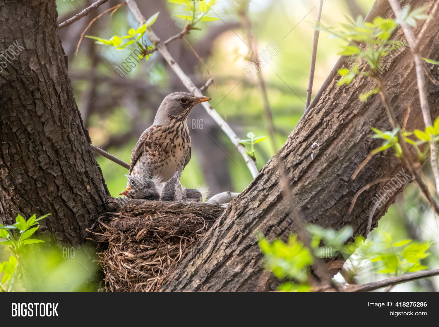 Thrush Fieldfare, Image & Photo (Free Trial) | Bigstock