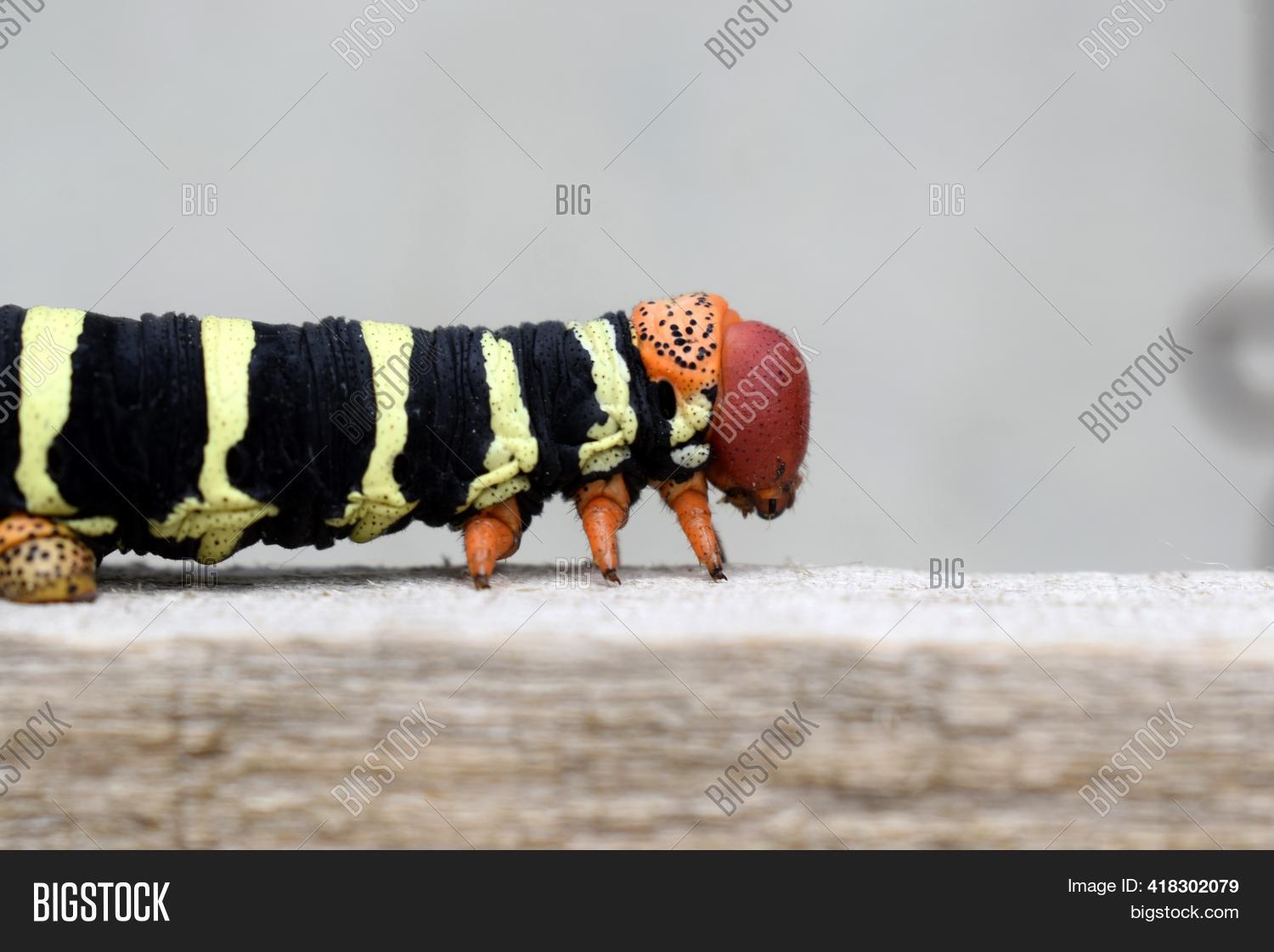 Caterpillar Nature Image & Photo (Free Trial) | Bigstock