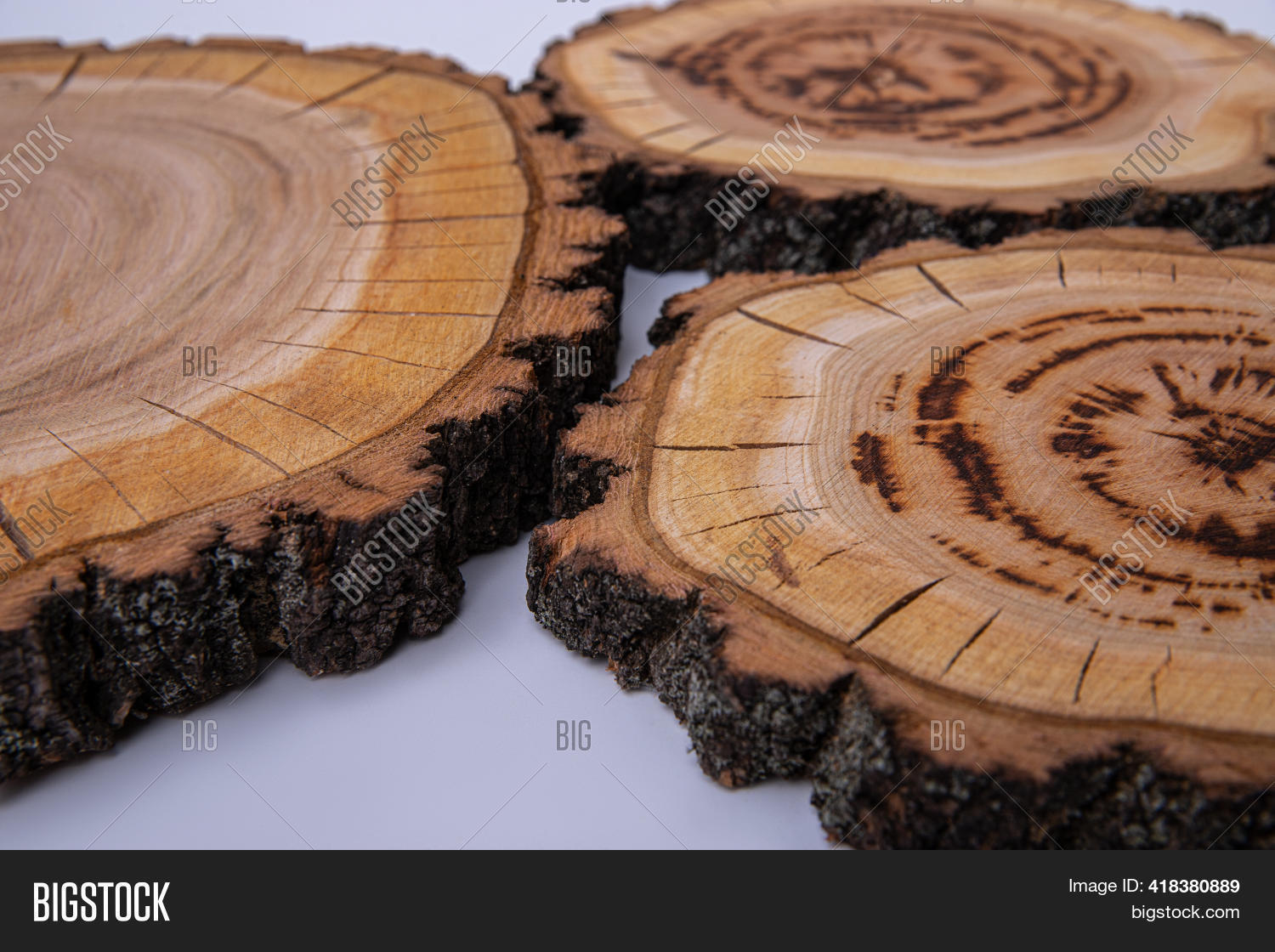 Cross Section Tree. Image & Photo (Free Trial) | Bigstock