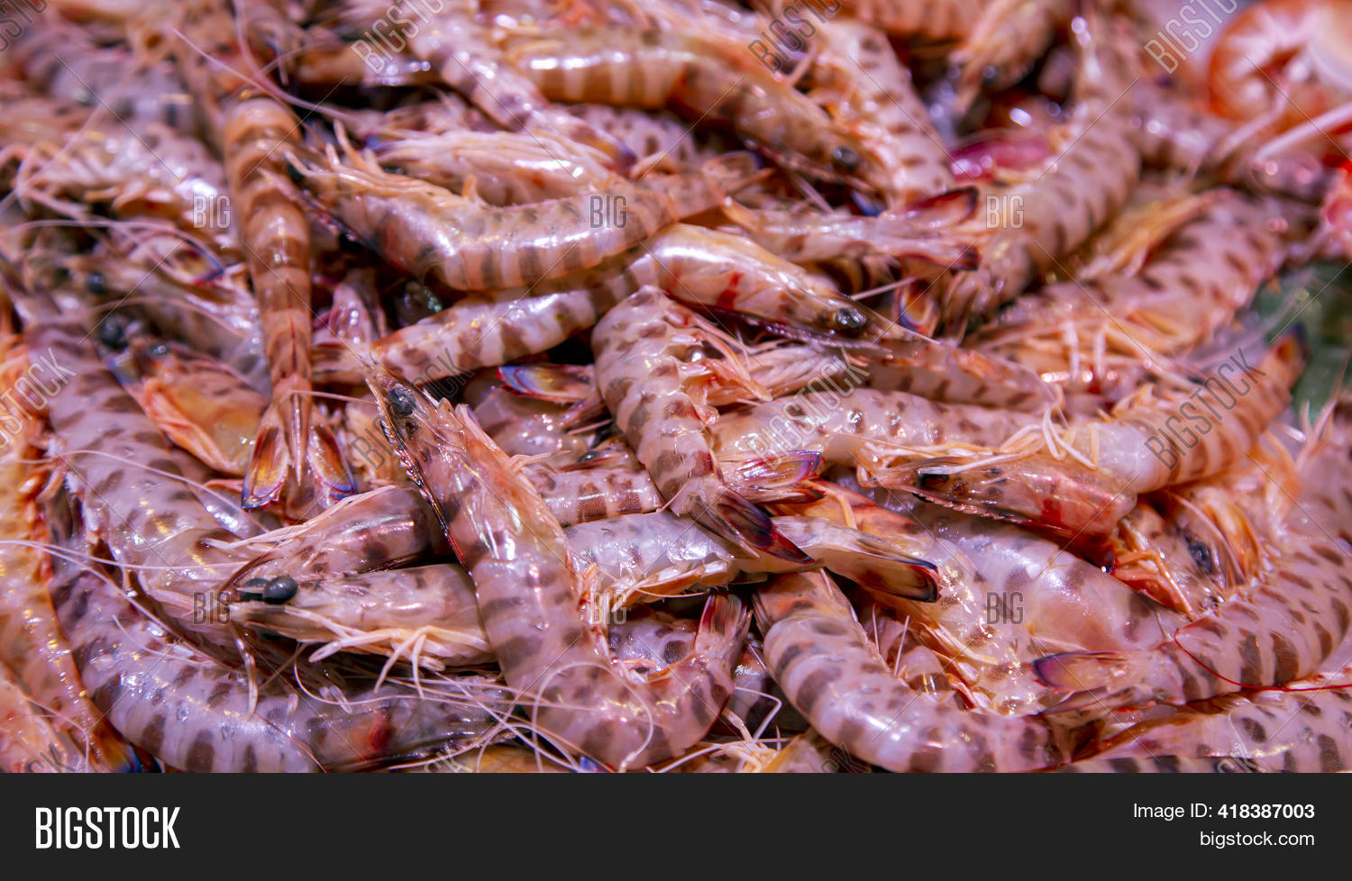 Fresh Red King Tiger Image & Photo (Free Trial) | Bigstock